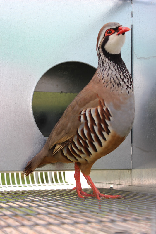 A perdiz: características, história e habitat natural