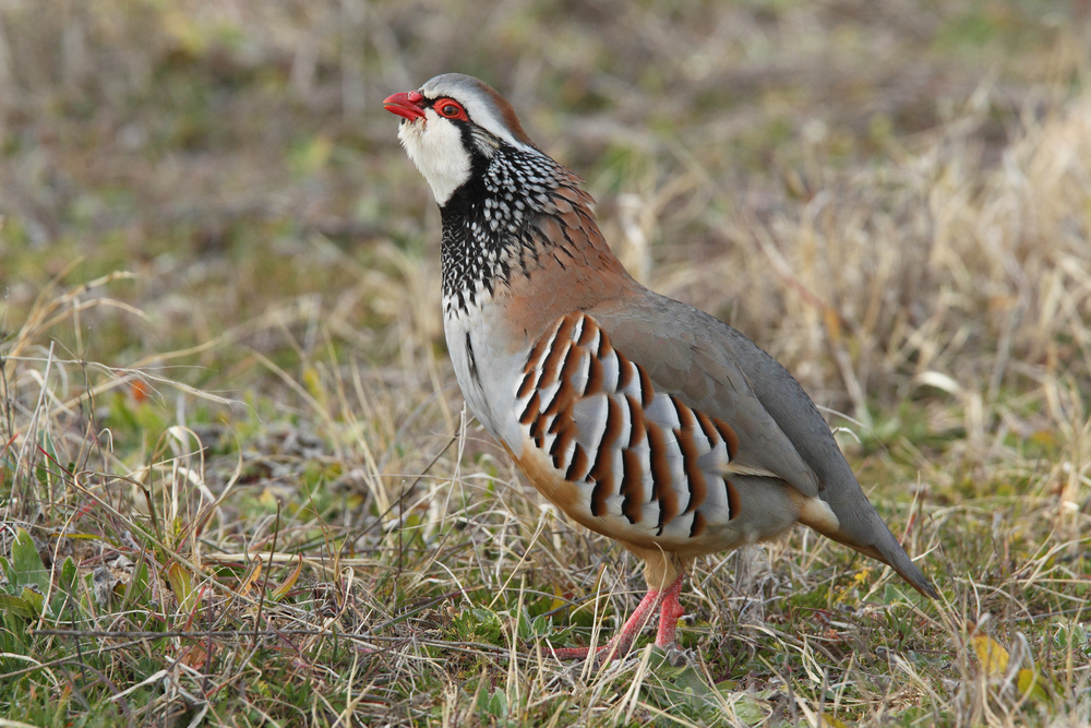 Descubra as principais doenças do perdigoto e da perdiz